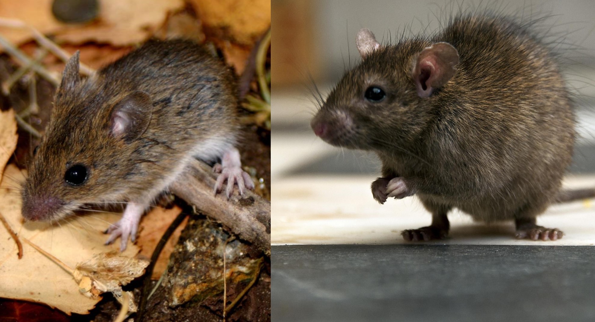 Pest Control Specialists Limited – Hawkes Bay to Manawatu and ...